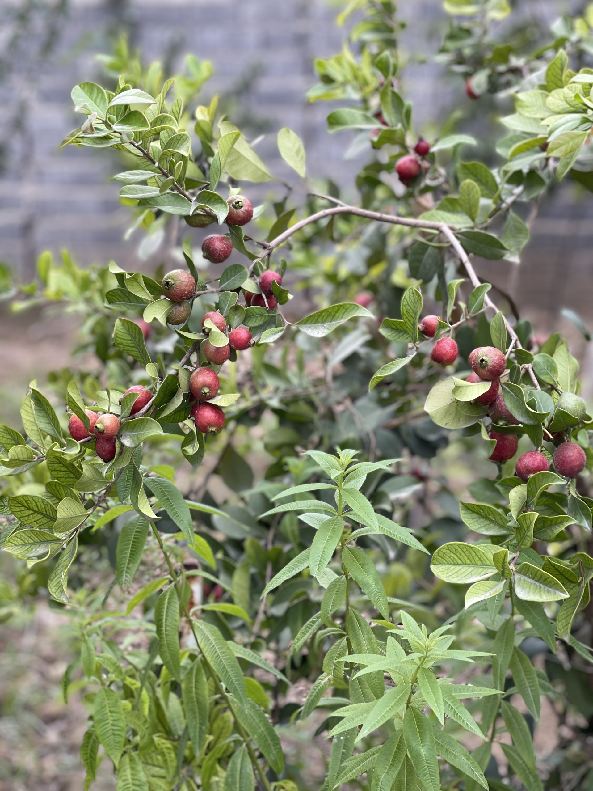 نهال گوآوا توت فرنگی - نهالستان و گلخانه مازند نهال